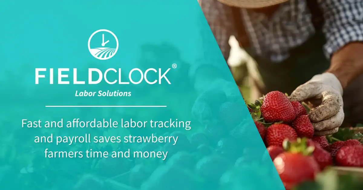 FieldClock - Manage your strawberry farm labor and harvest more effectively